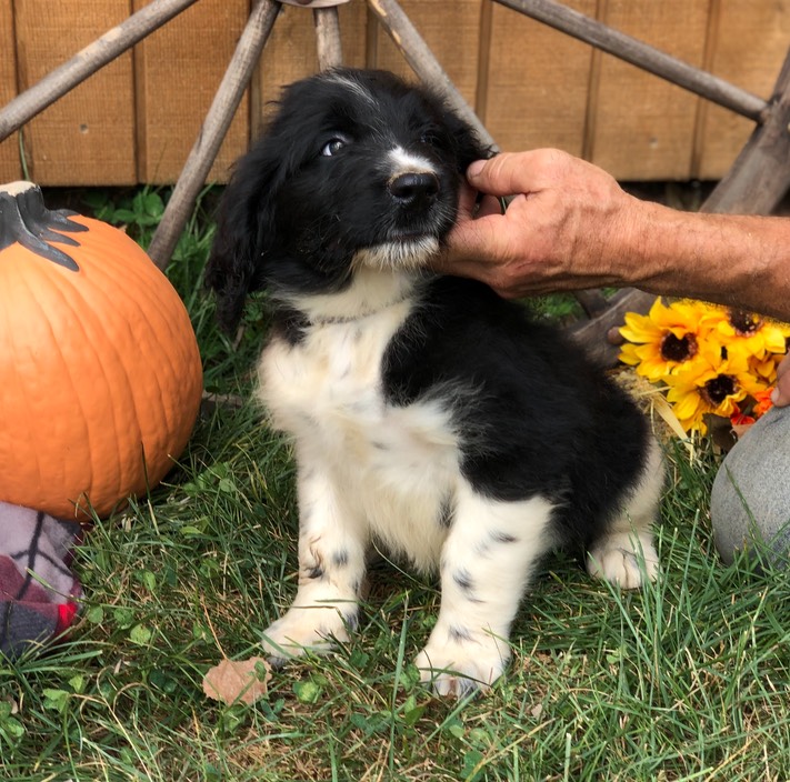 Newfypoo Newfydoodle Newfiedoodle Puppies from Blackie and Ram, DOB 8/6 ...